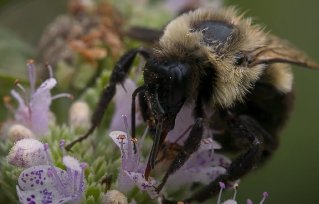 A Few Facts about Native Bees | Friends of Native Trees in Takoma
