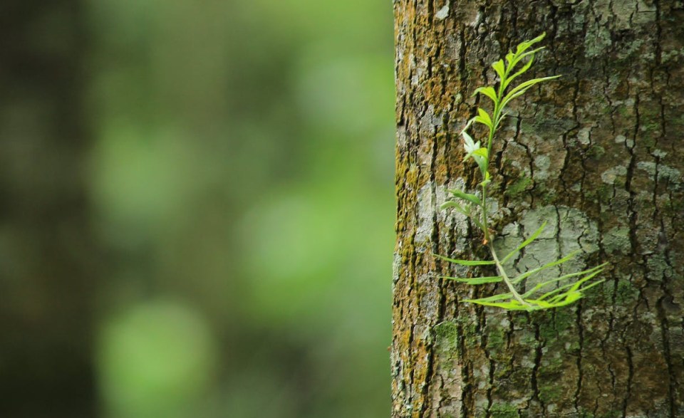 Plant Natives | Friends of Native Trees in Takoma