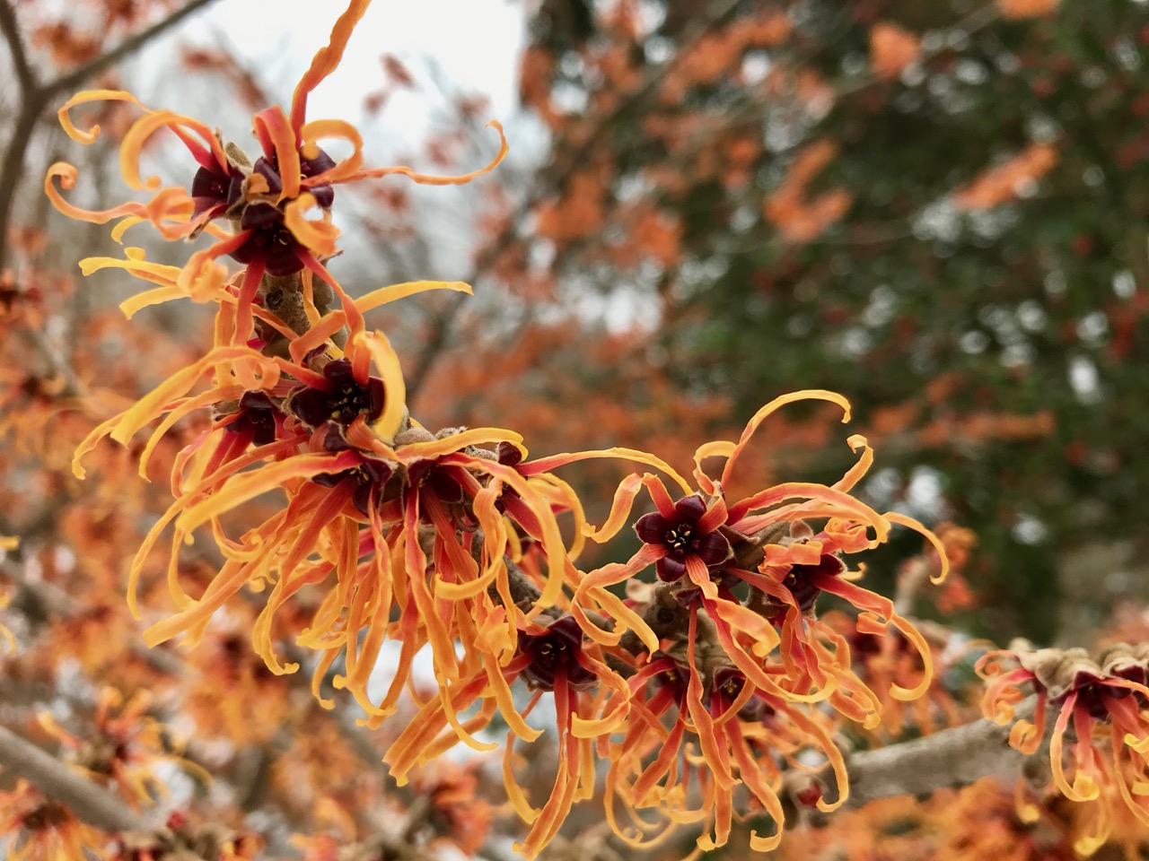 About us | Friends of Native Trees in Takoma