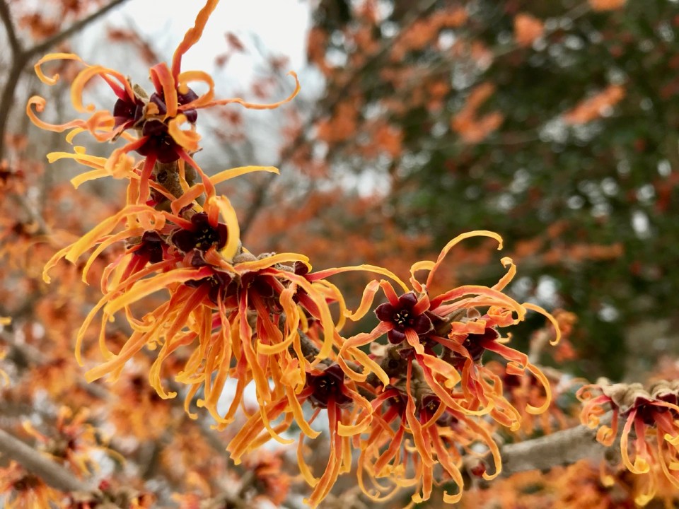 About us | Friends of Native Trees in Takoma