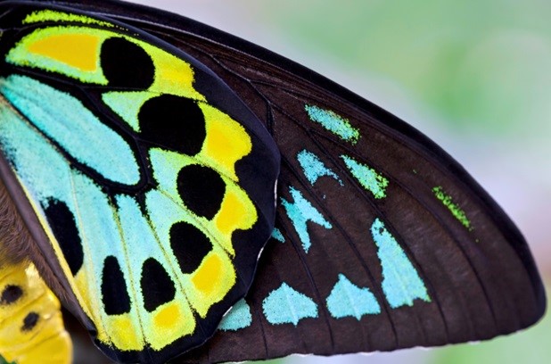 What is the Biodiversity Indicator? | Friends of Native Trees in Takoma