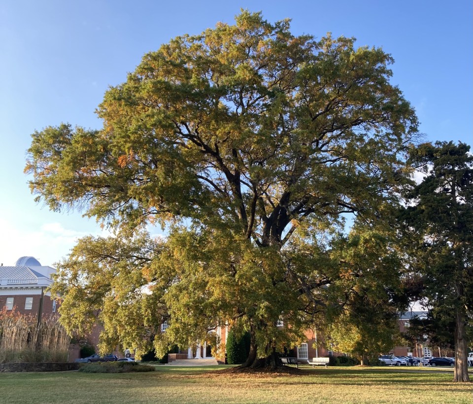 Friends of Native Trees in Takoma