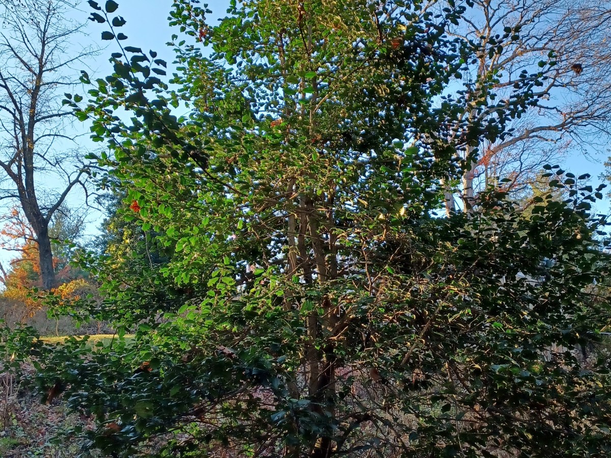 Takoma Natives | Friends of Native Trees in Takoma