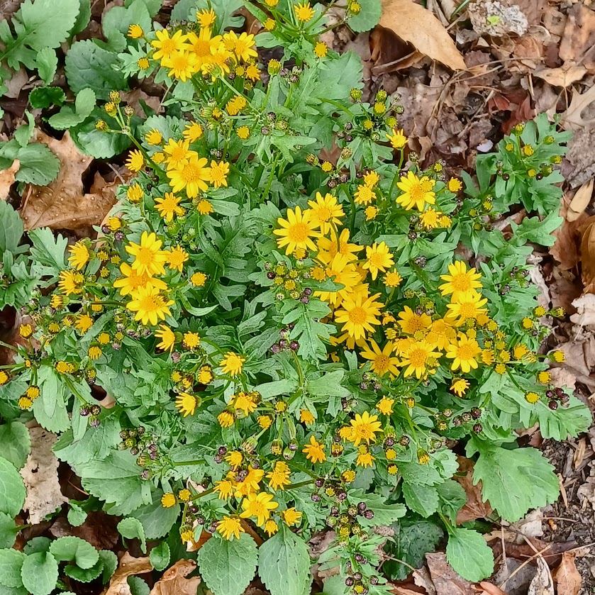 Takoma Natives | Friends of Native Trees in Takoma