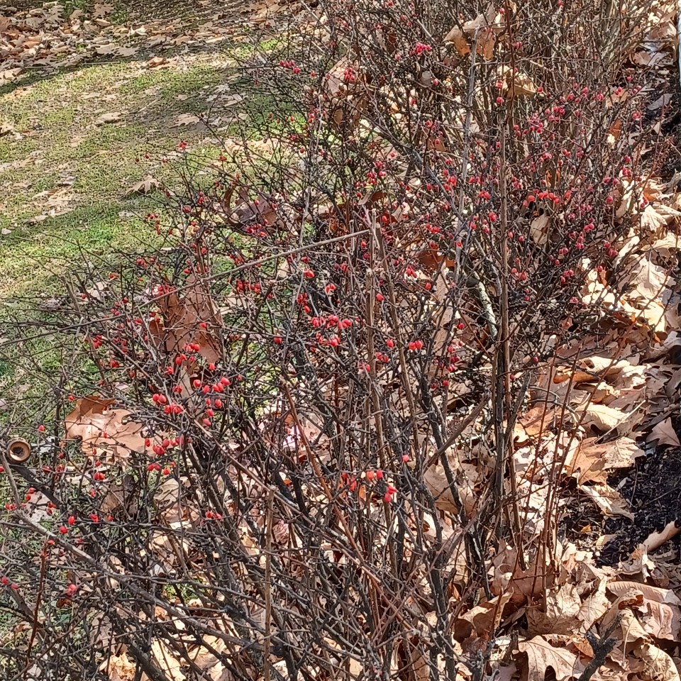 Learning to avoid invasive plants | Friends of Native Trees in Takoma