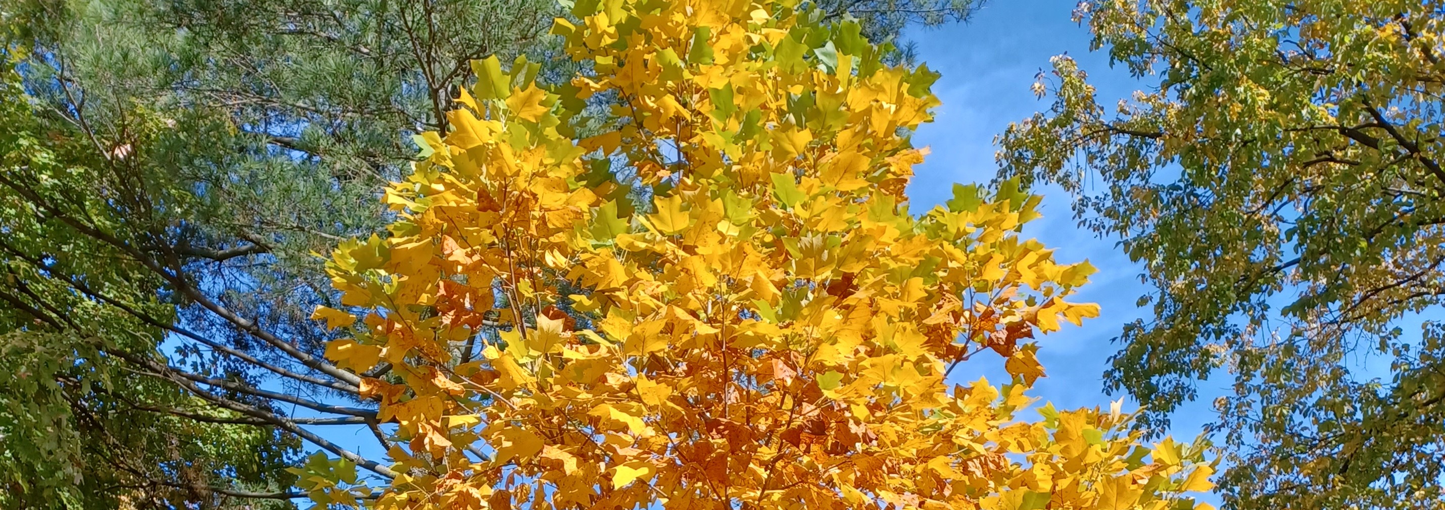 Friends of Native Trees in Takoma