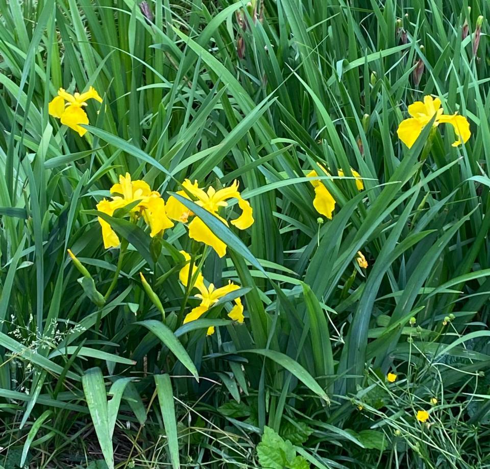 Yellow flag iris | Friends of Native Trees in Takoma