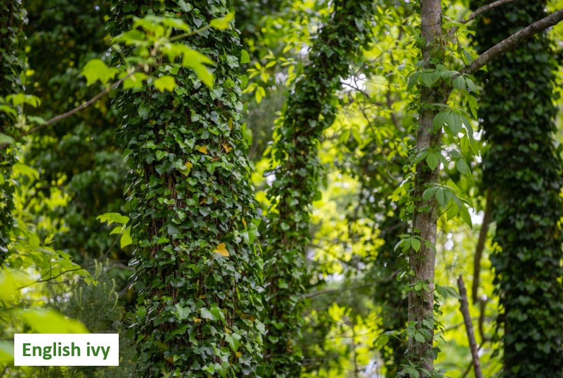 Invasive Plant Removal | Friends of Native Trees in Takoma