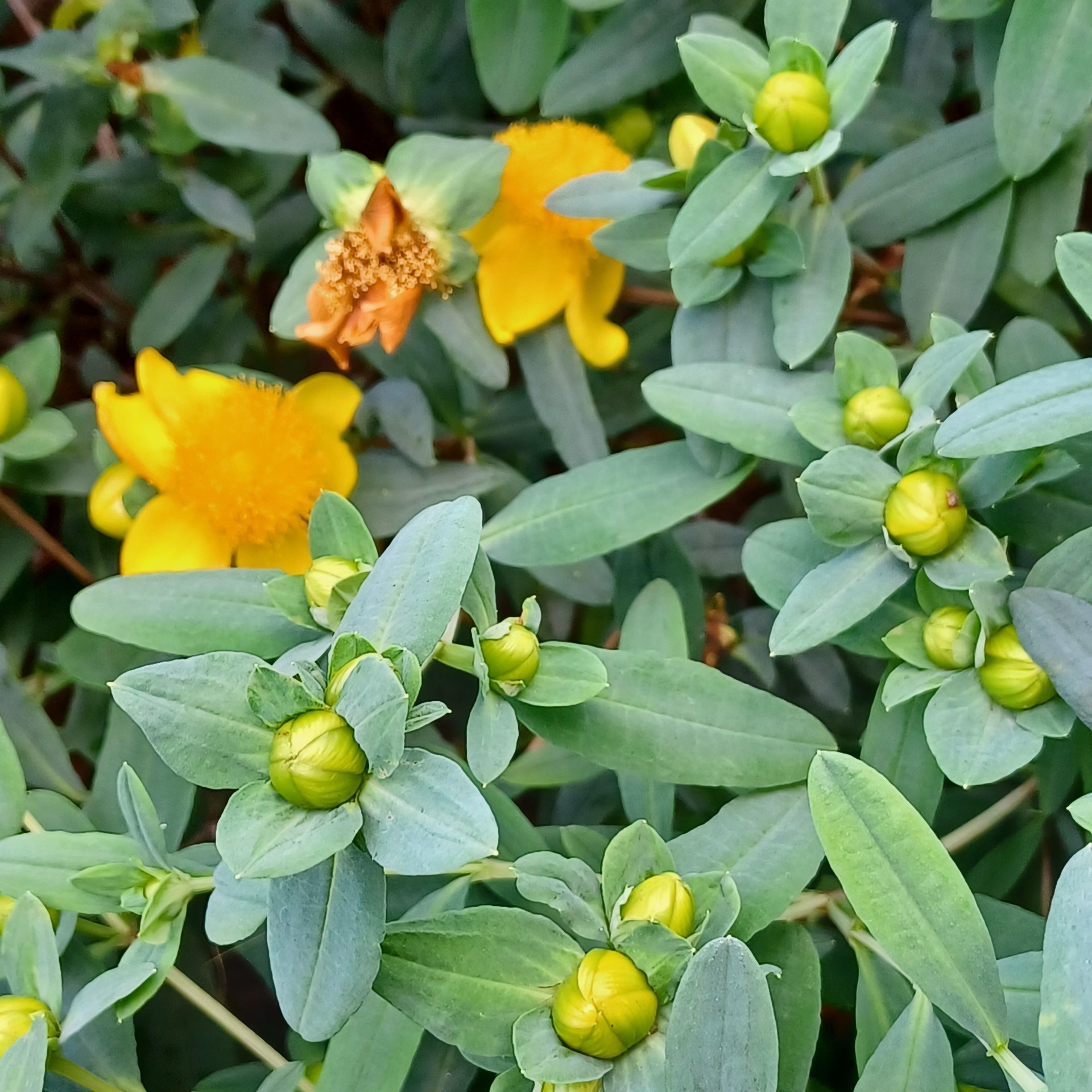 Takoma Natives | Friends of Native Trees in Takoma