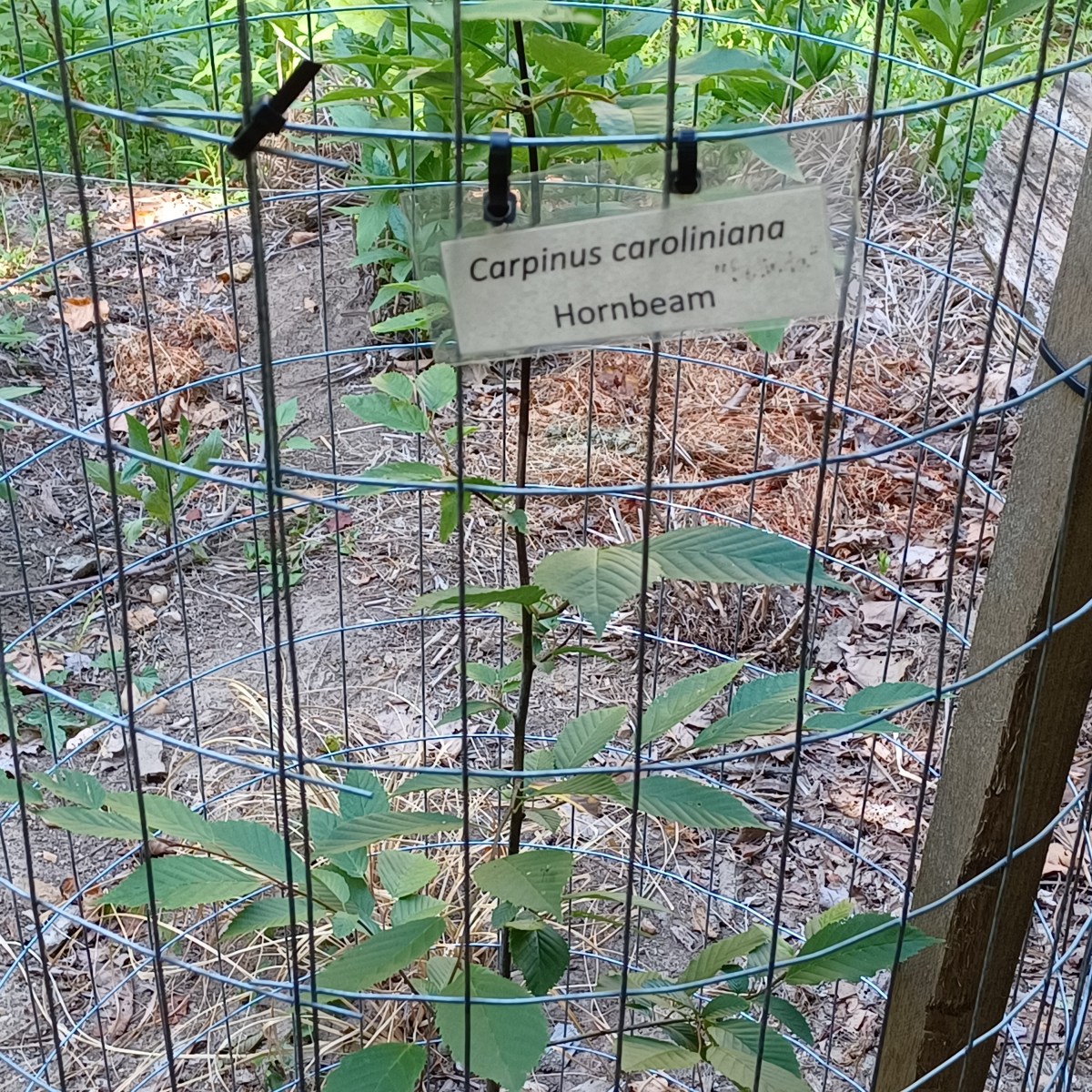 City and Volunteers Ready Parks for Native Plants | Friends of Native ...