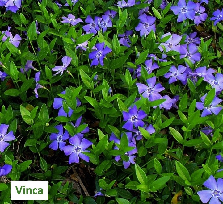 Remove Invasives | Friends of Native Trees in Takoma