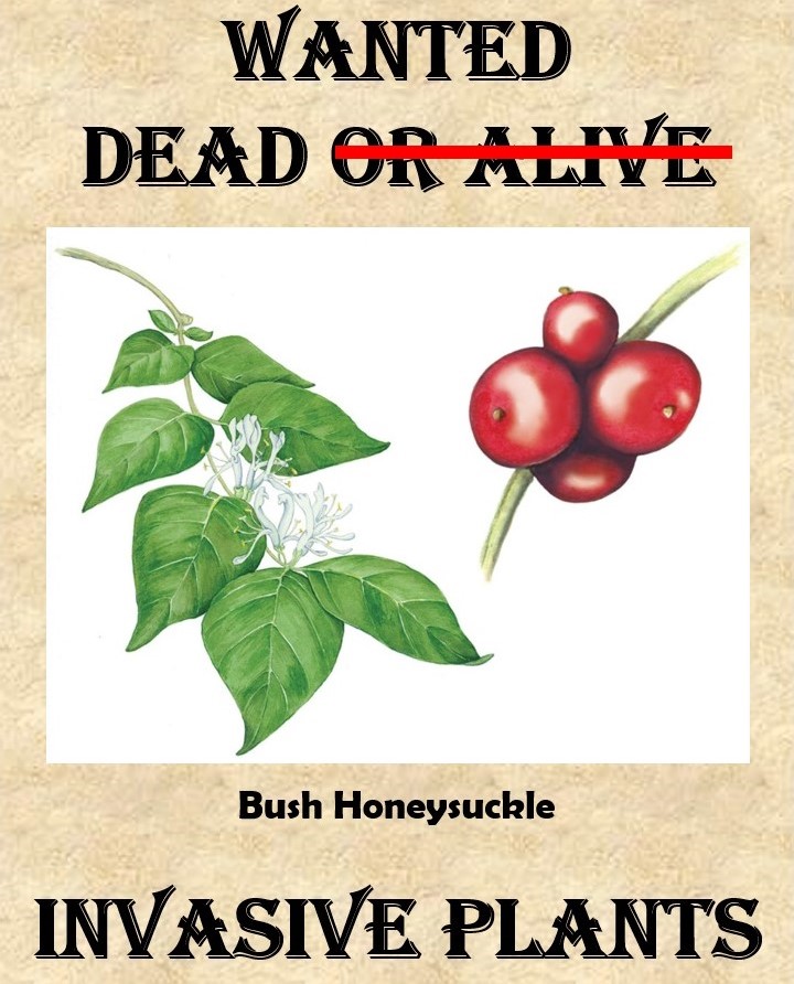 Invasive Plant Removal | Friends of Native Trees in Takoma