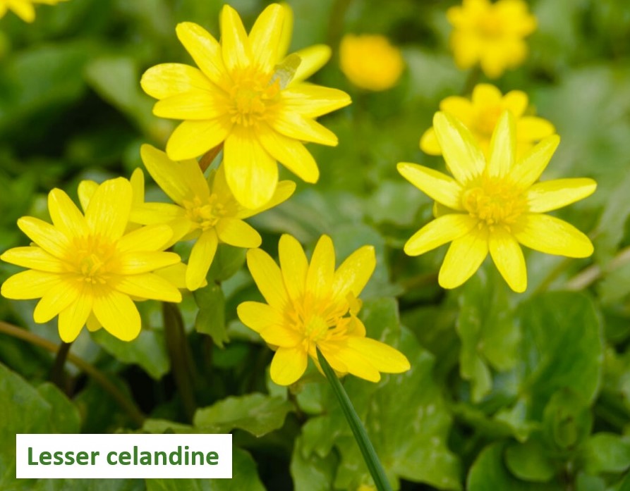 Friends of Native Trees in Takoma