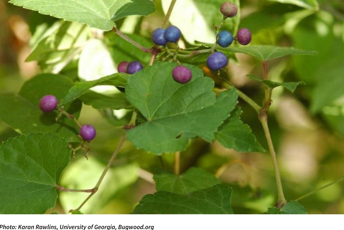 Porcelainberry | Friends of Native Trees in Takoma