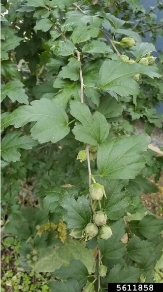 Rose of Sharon | Friends of Native Trees in Takoma