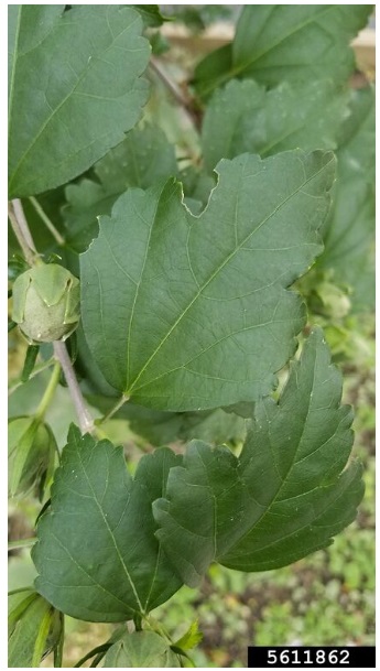 Rose of Sharon | Friends of Native Trees in Takoma