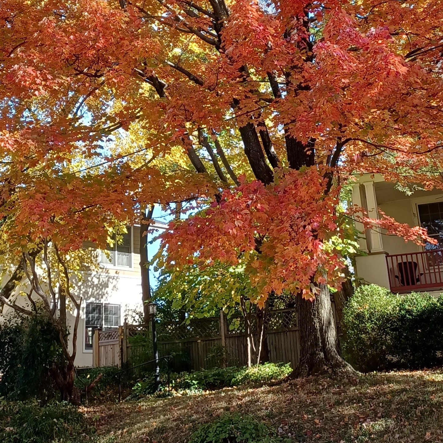 Friends of Native Trees in Takoma