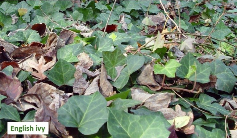 Harm Caused by Invasive Plants | Friends of Native Trees in Takoma