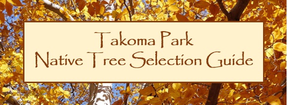 Takoma Park Native Tree Selection Guide | Friends of Native Trees in Takoma