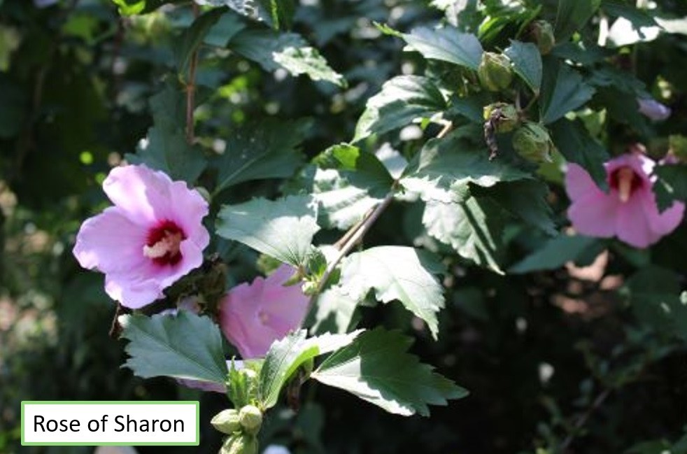 Remove Invasives | Friends of Native Trees in Takoma