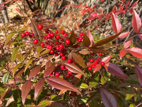 Non-Native? Invasive? In my yard? A plant neophyte gets educated ...