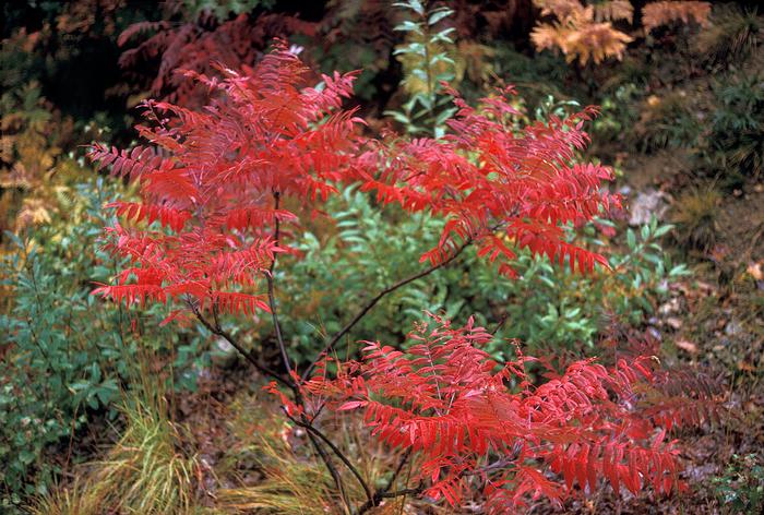 FONTT Gardeners Identify Natives that Beat Drought and Deer | Friends ...