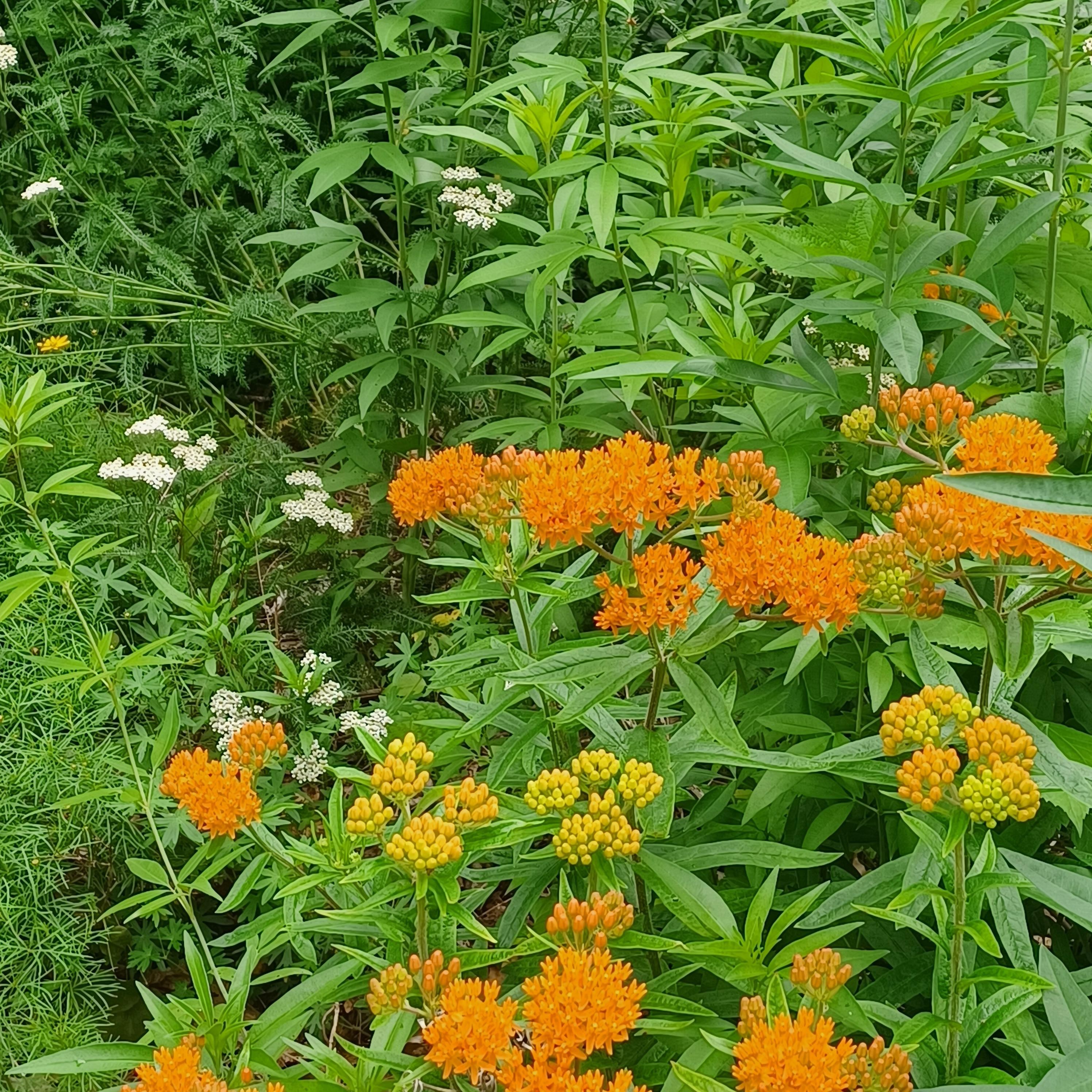 Resources: FONTT Fall Native Plant Sale 2025 | Friends of Native Trees ...