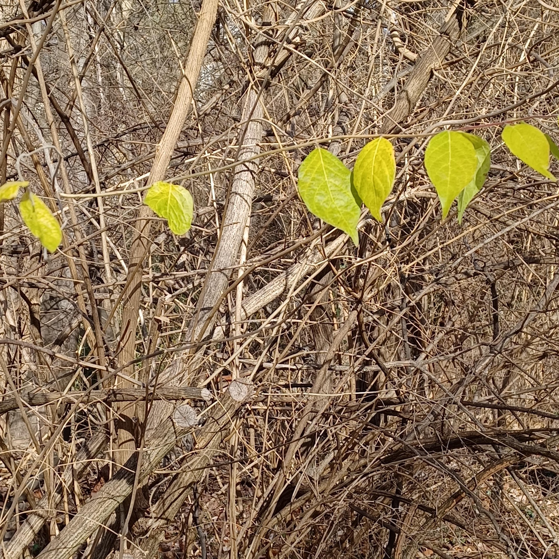 Bush Honeysuckle: The Unloved and Unlovely Interloper | Friends of ...