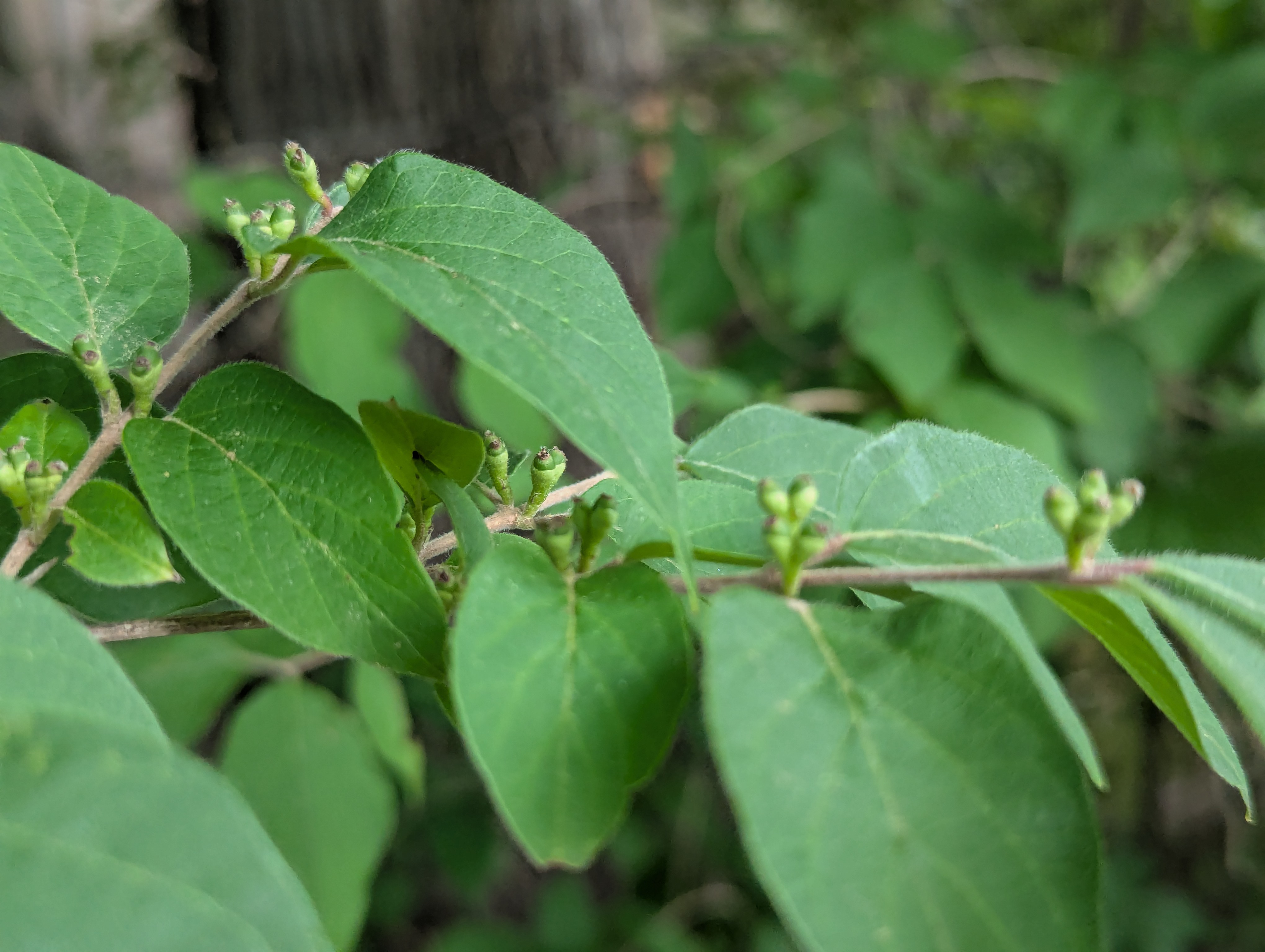 Bush Honeysuckle | Friends of Native Trees in Takoma
