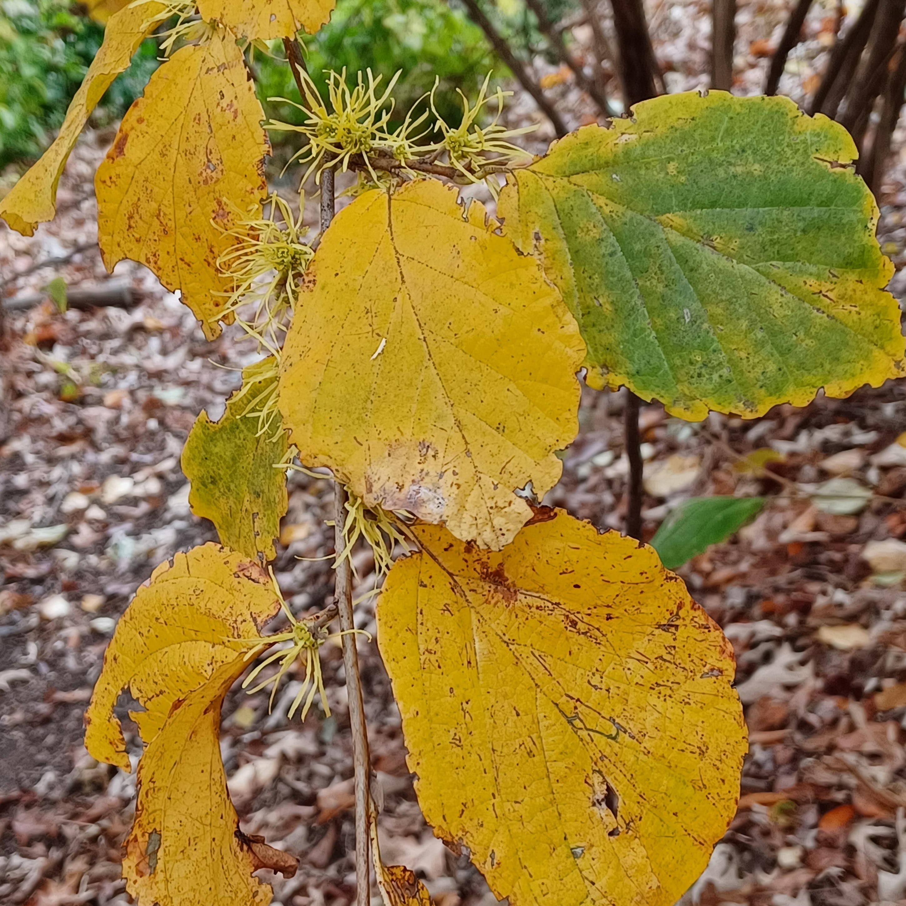 Witch Hazels Enter Their Most Bewitching Season | Friends of Native ...