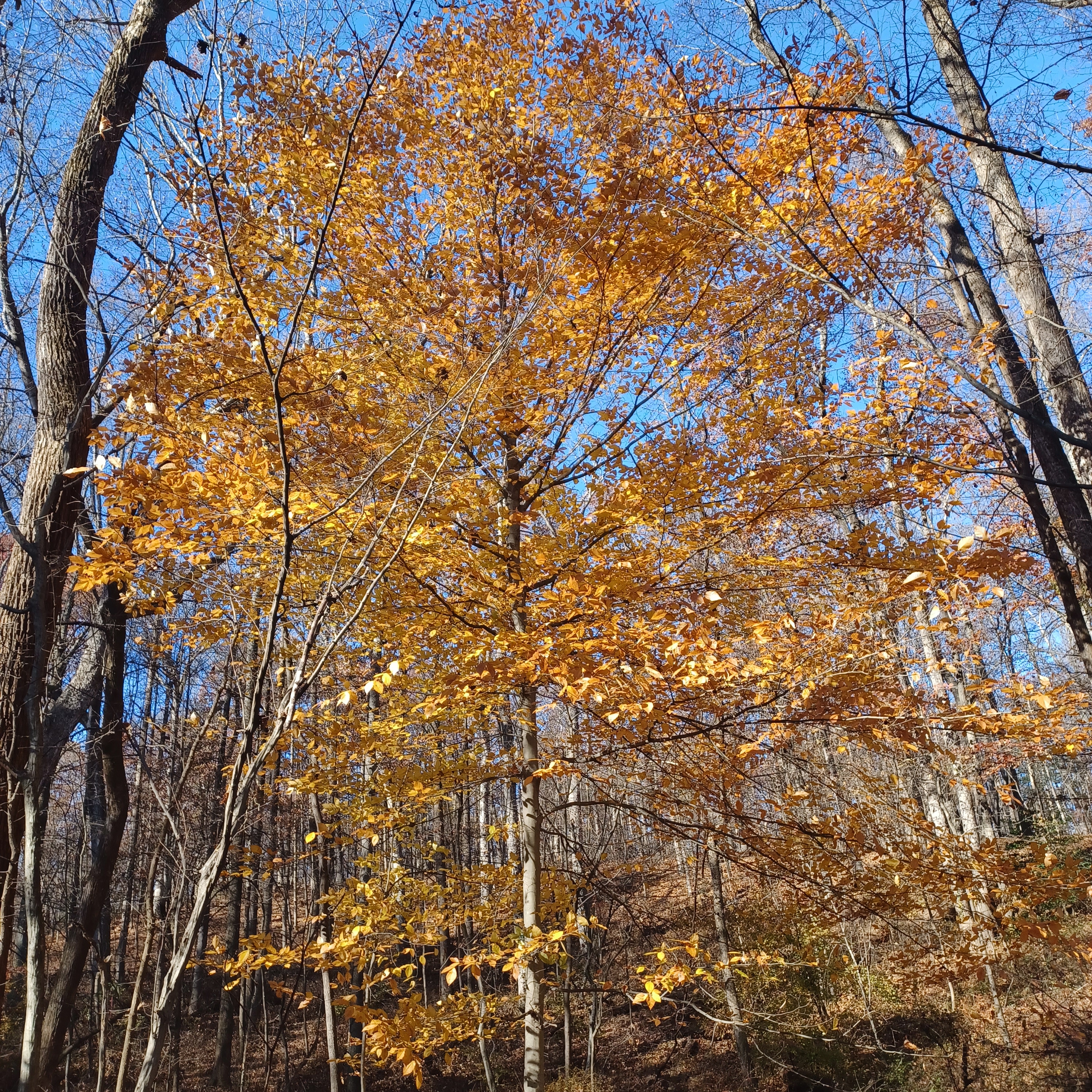 Bountiful and Beautiful American Beech is under Threat | Friends of ...