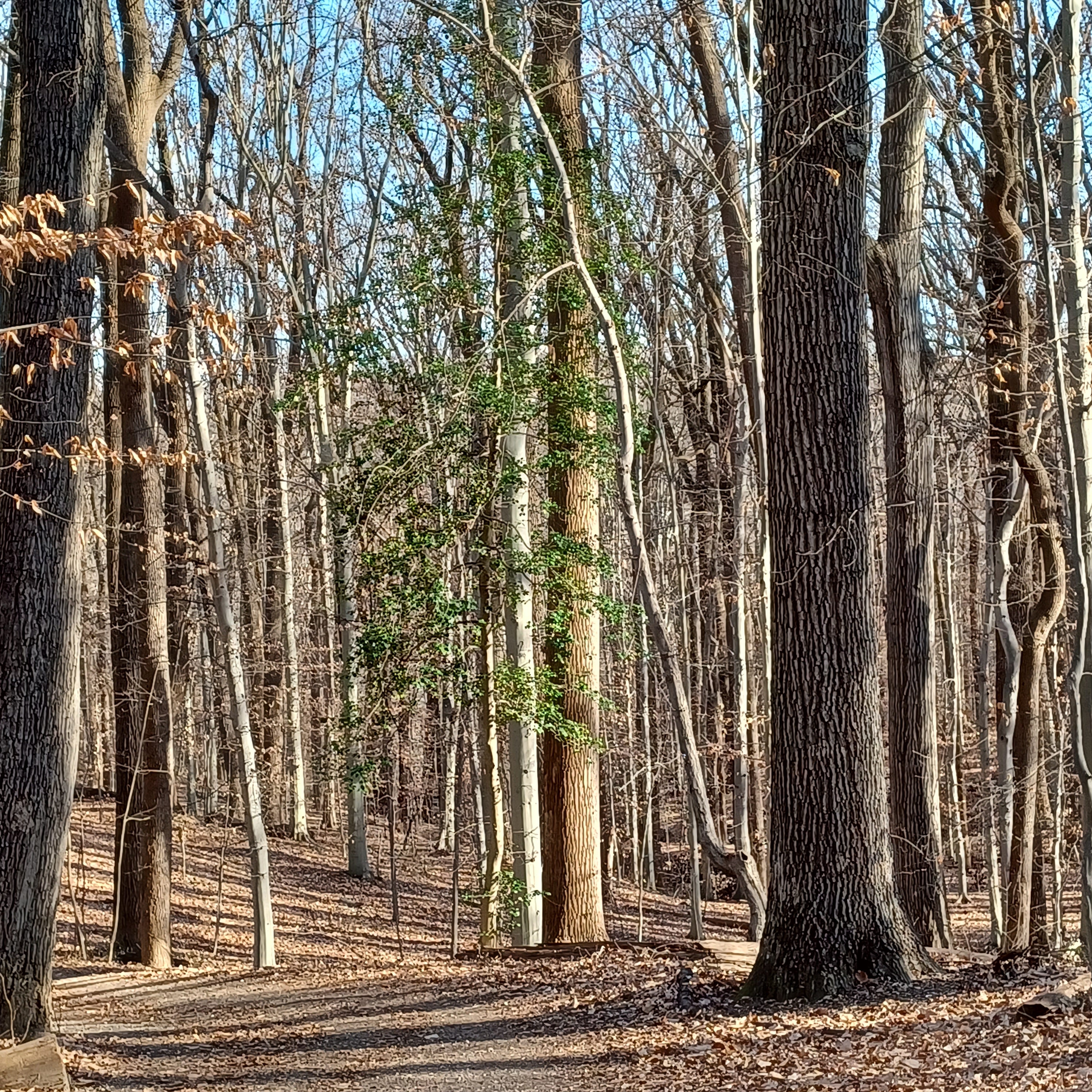 Beech trees | Friends of Native Trees in Takoma