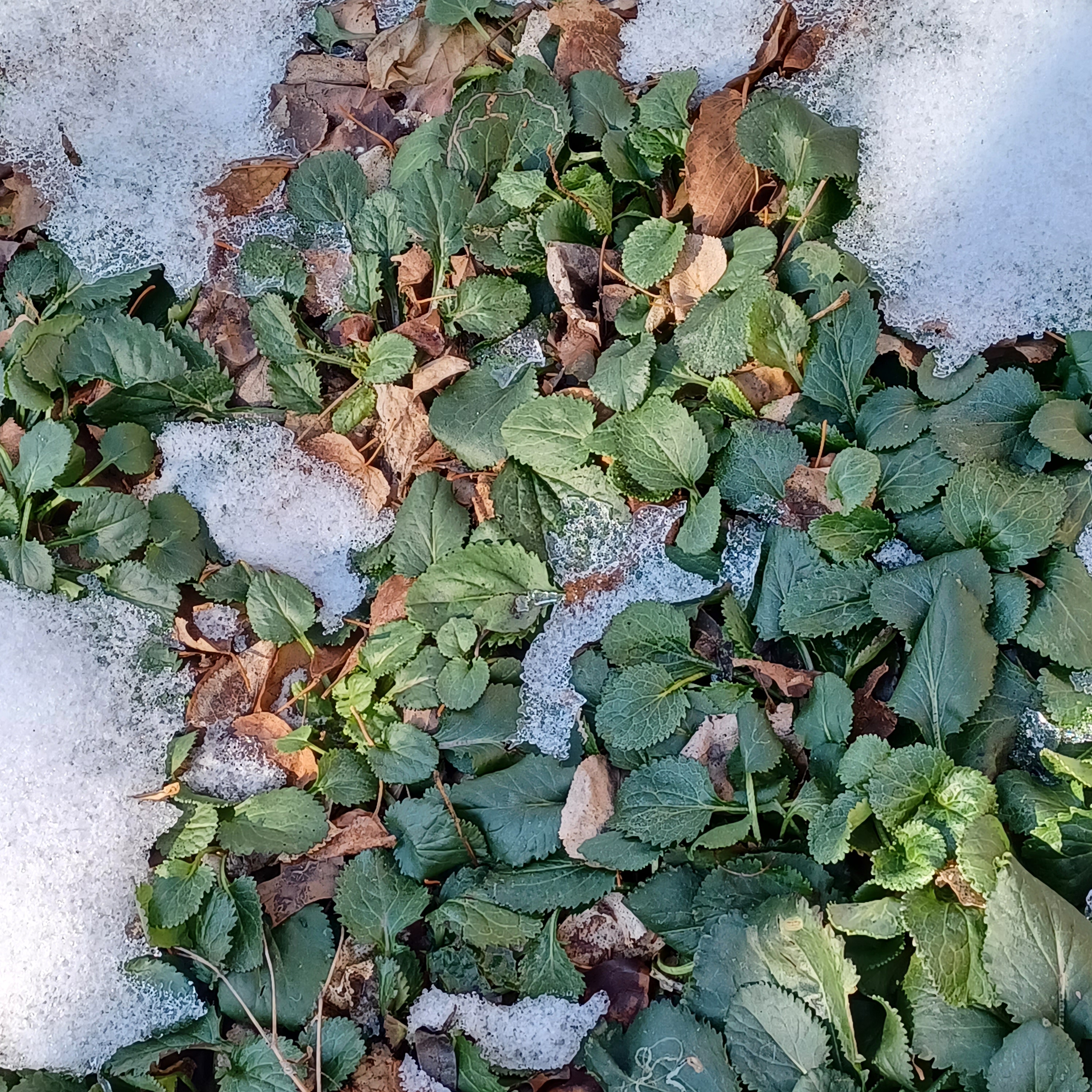 Packera Species Yield Gold in Early Spring | Friends of Native Trees in ...
